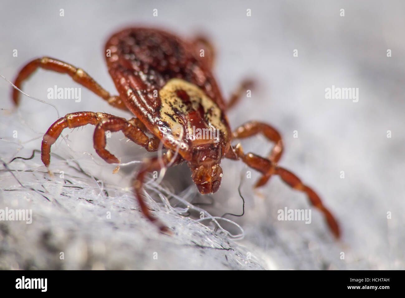 Red tick bug hi-res stock photography and images - Alamy