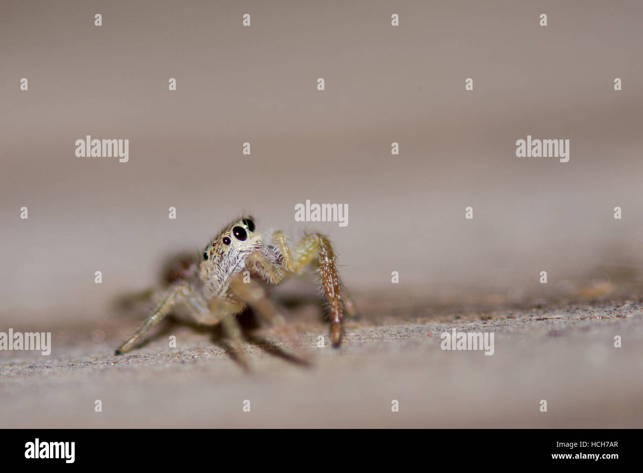 Close up view of a very small jumping spider showing eyes looking ...