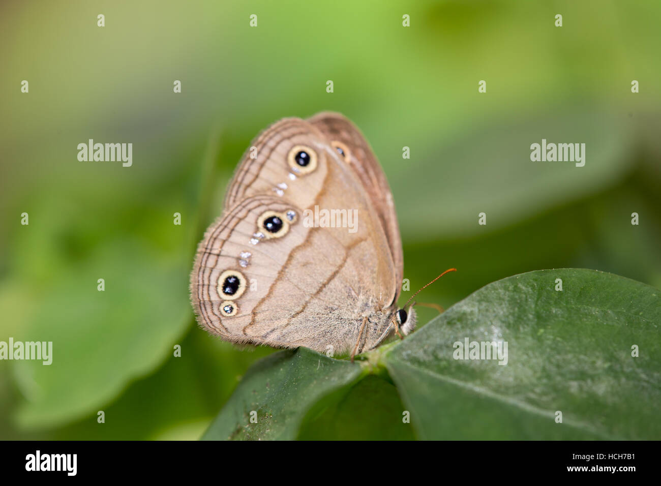 Wood Satyr butterfly side view showing underside of wing sitting on a ...