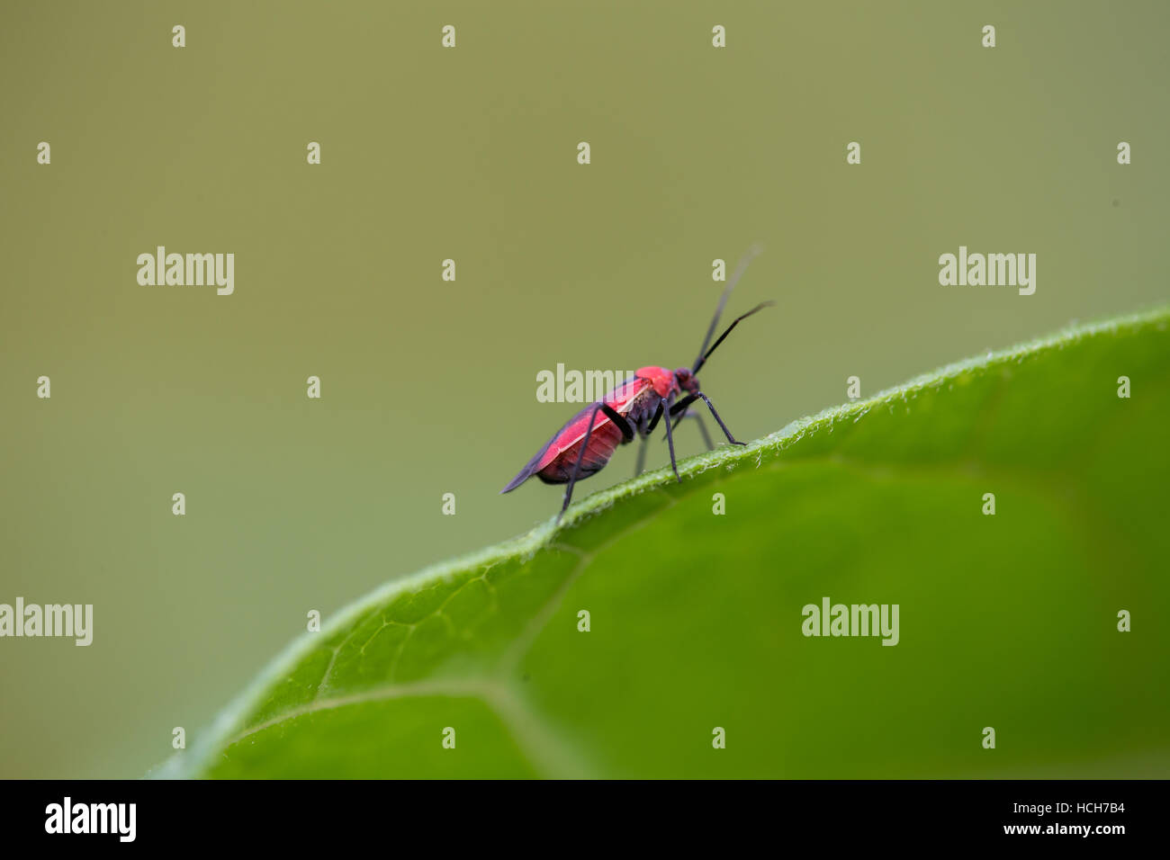 Red and black insect hi-res stock photography and images - Alamy