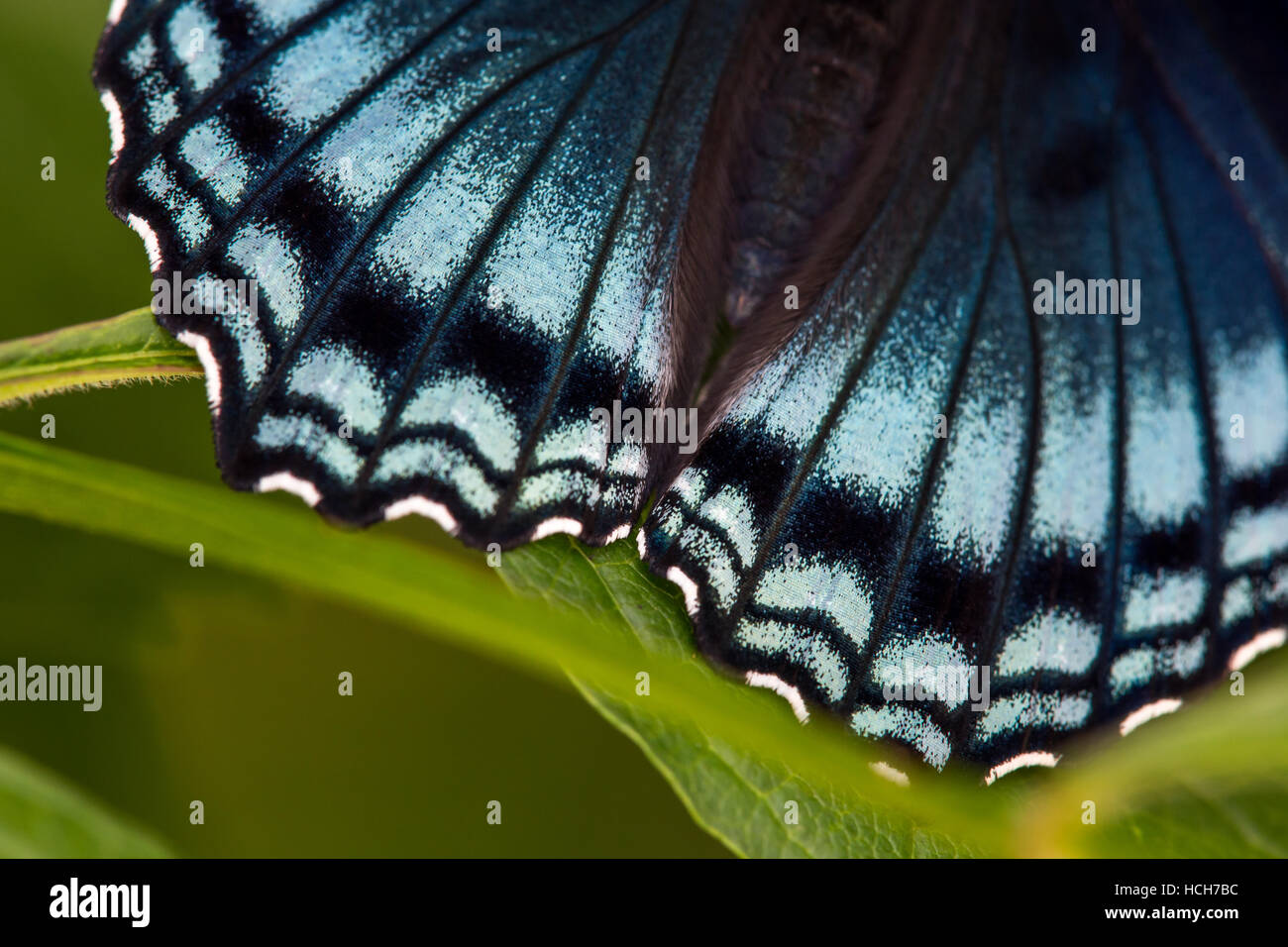 Purple Wing High Resolution Stock Photography and Images - Alamy
