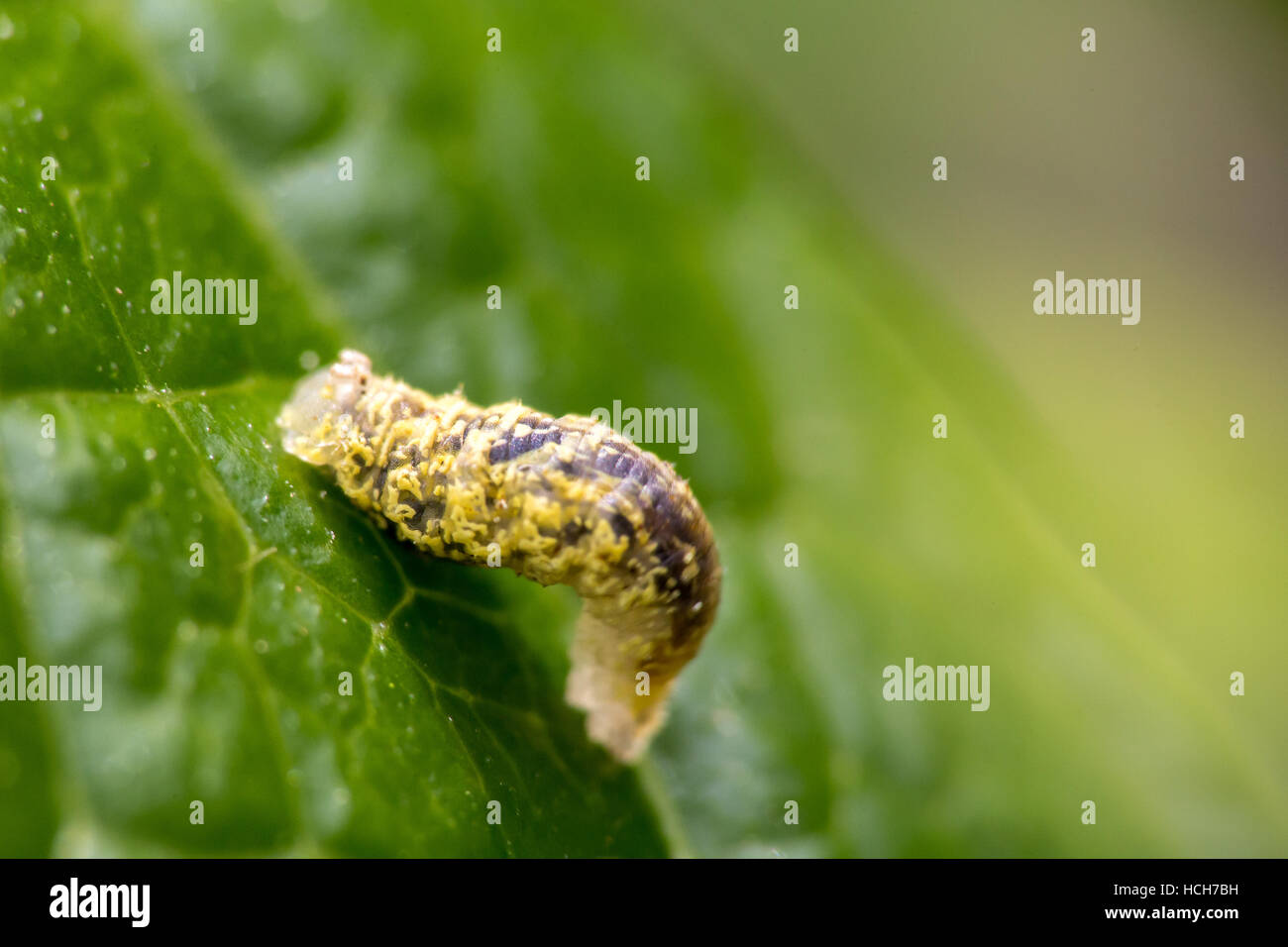 Inchworm close hi-res stock photography and images - Alamy