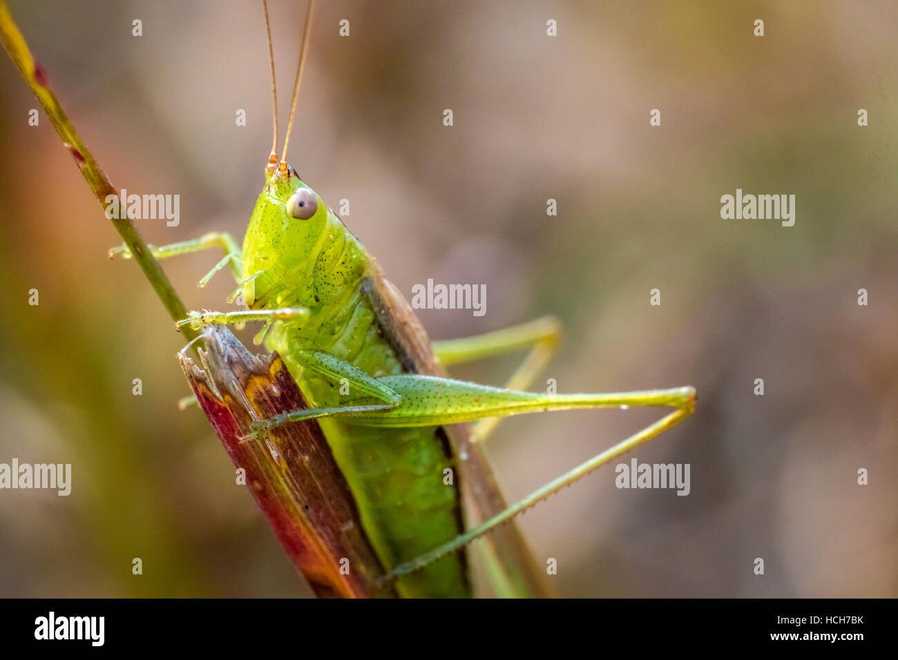 Brown grasshopper hi-res stock photography and images - Alamy