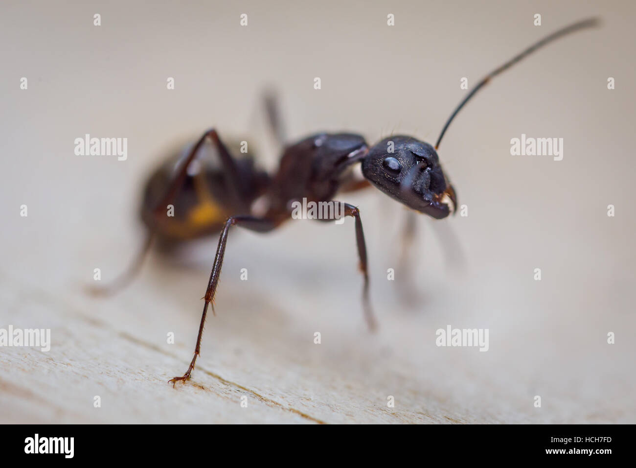 Ant legs hi-res stock photography and images - Alamy