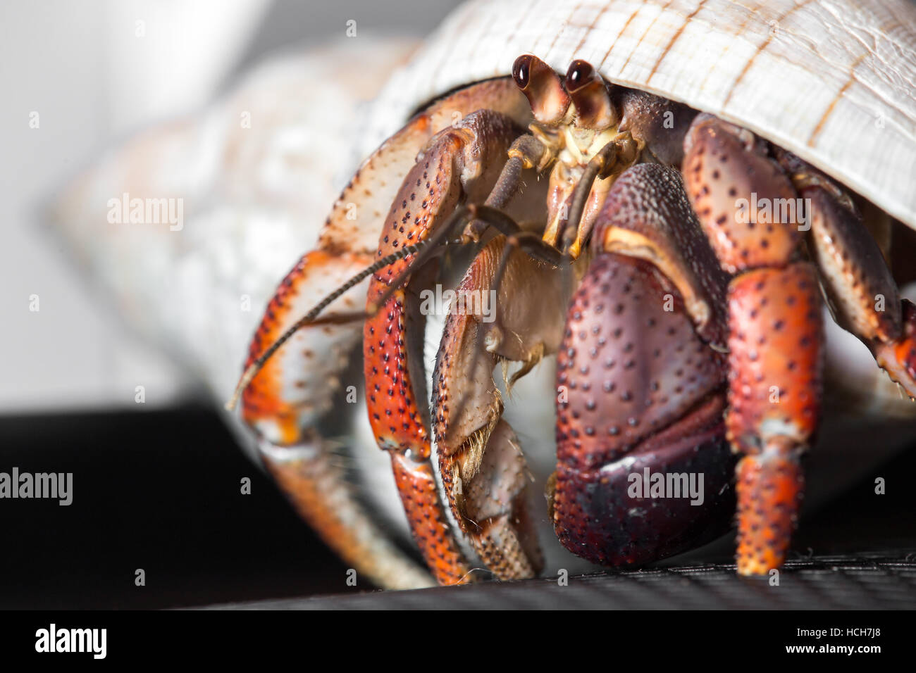 Crabzilla hi-res stock photography and images - Alamy