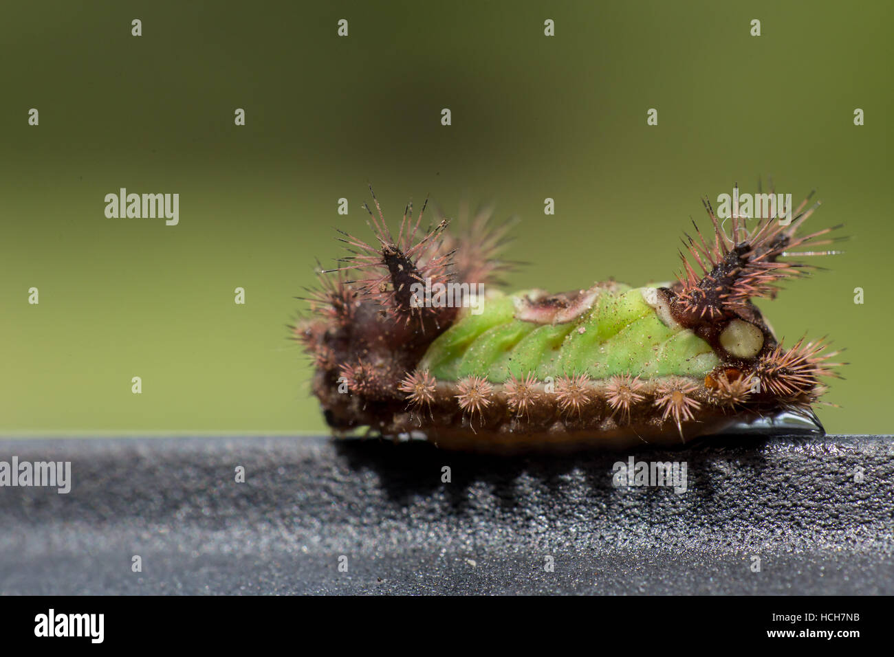 Saddleback Caterpillar with green and brown back on black surface with ...