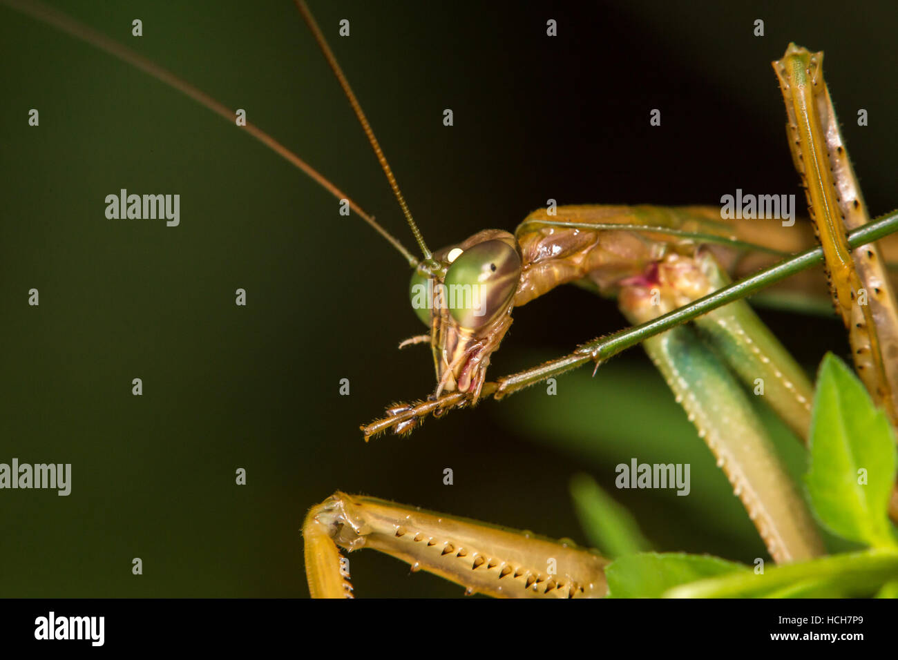 Close up side view of a praying mantis cleaning a hindleg Stock Photo ...