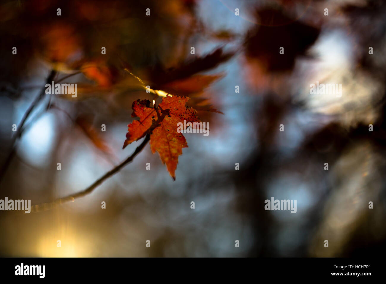 Fall flare hi-res stock photography and images - Alamy