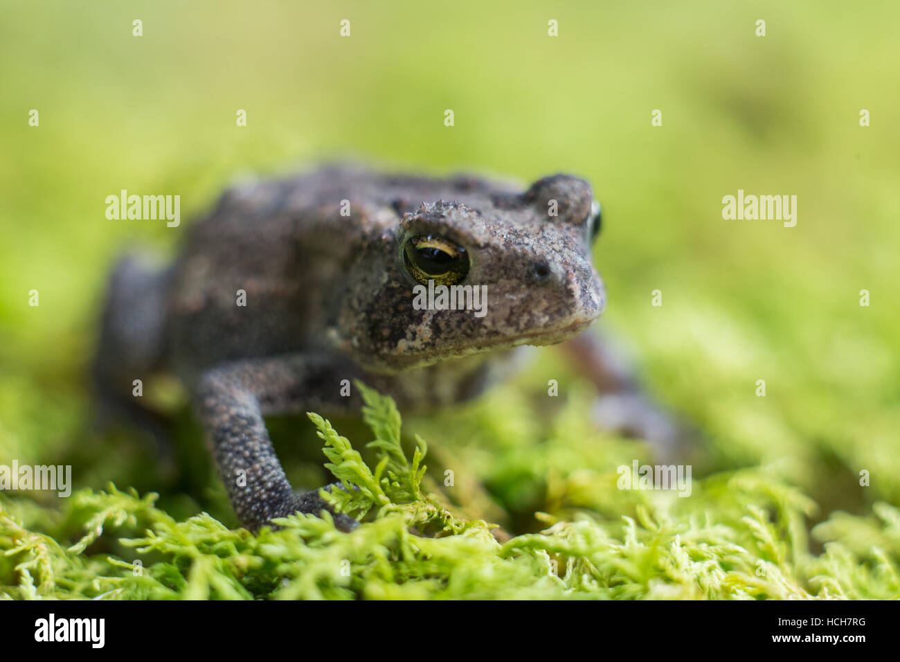 Frog toad green hi-res stock photography and images - Alamy