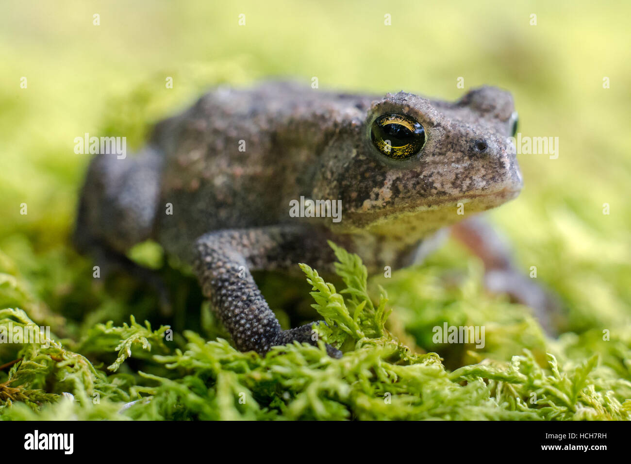 Frog toad green hi-res stock photography and images - Alamy