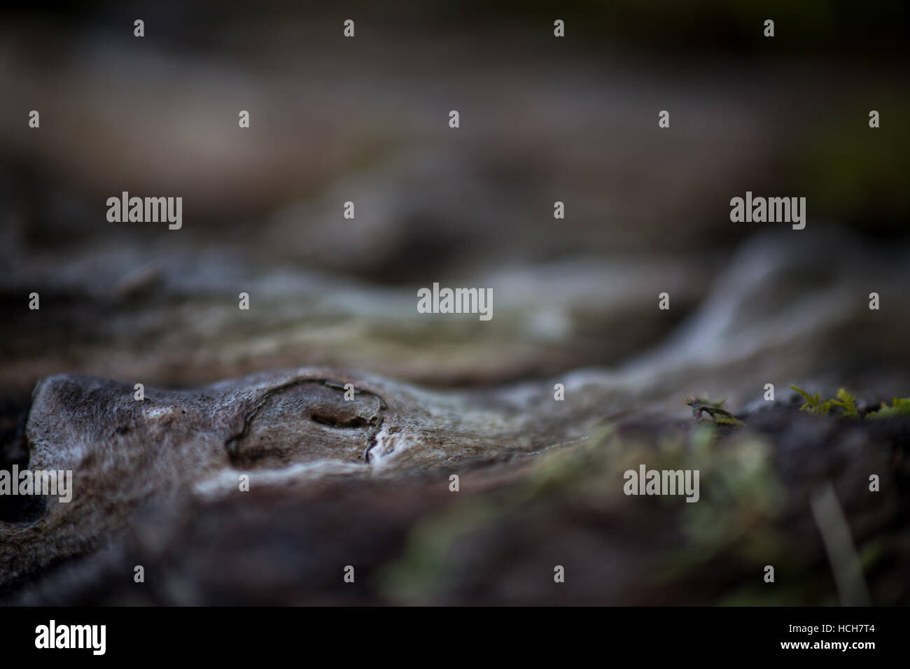 Root knot hi-res stock photography and images - Alamy