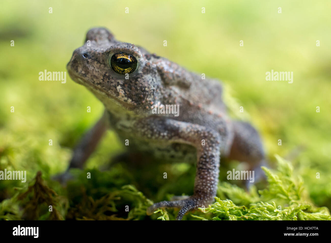 Frog toad green hi-res stock photography and images - Alamy
