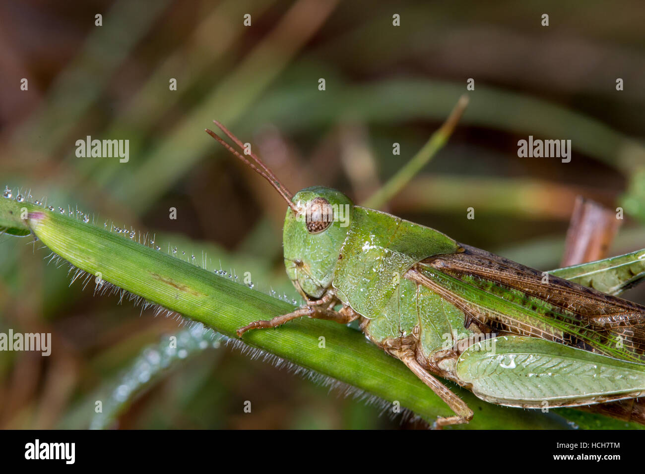Green And Brown Grasshopper
