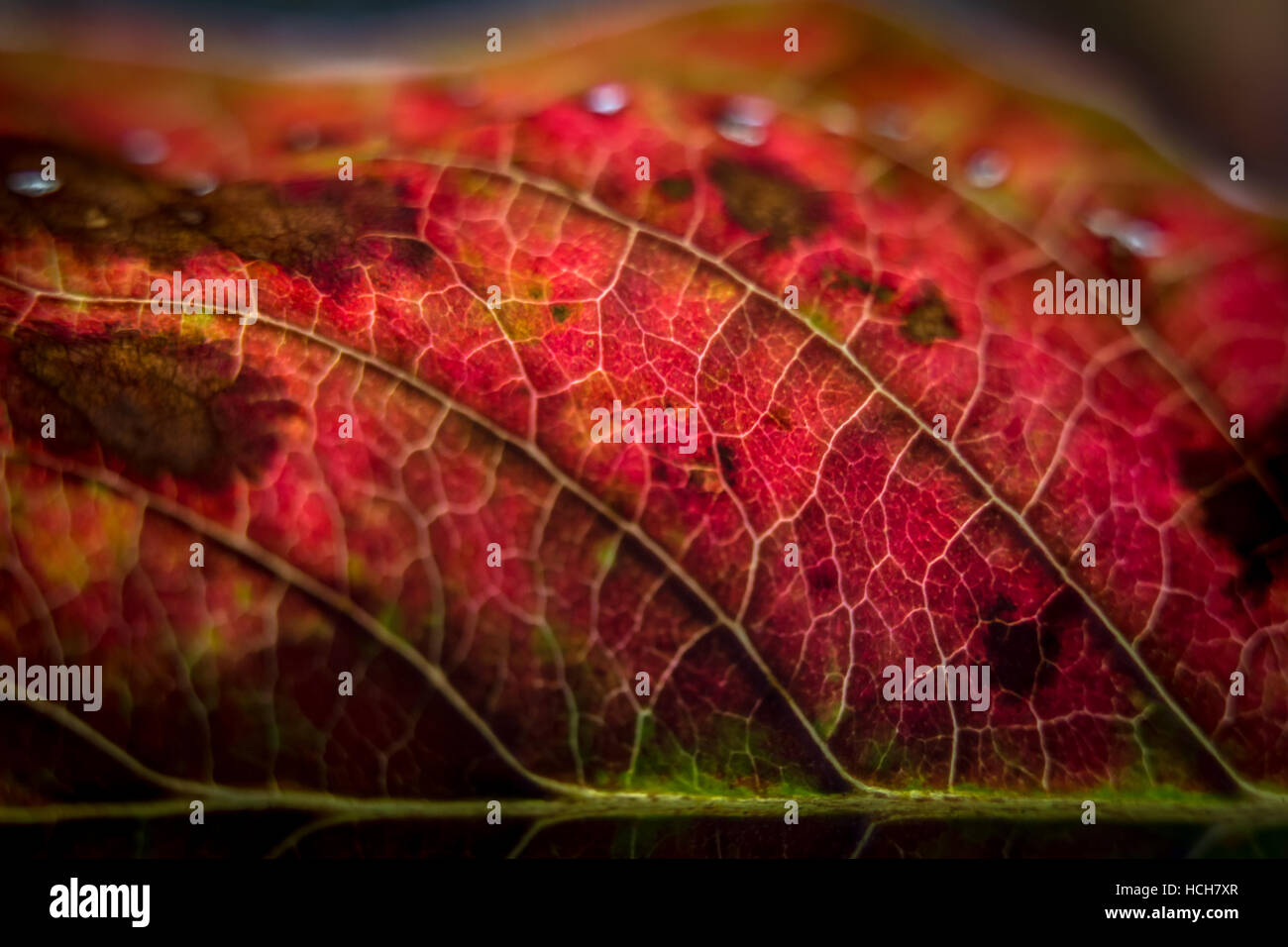 Green veins and red leaves hi-res stock photography and images - Alamy