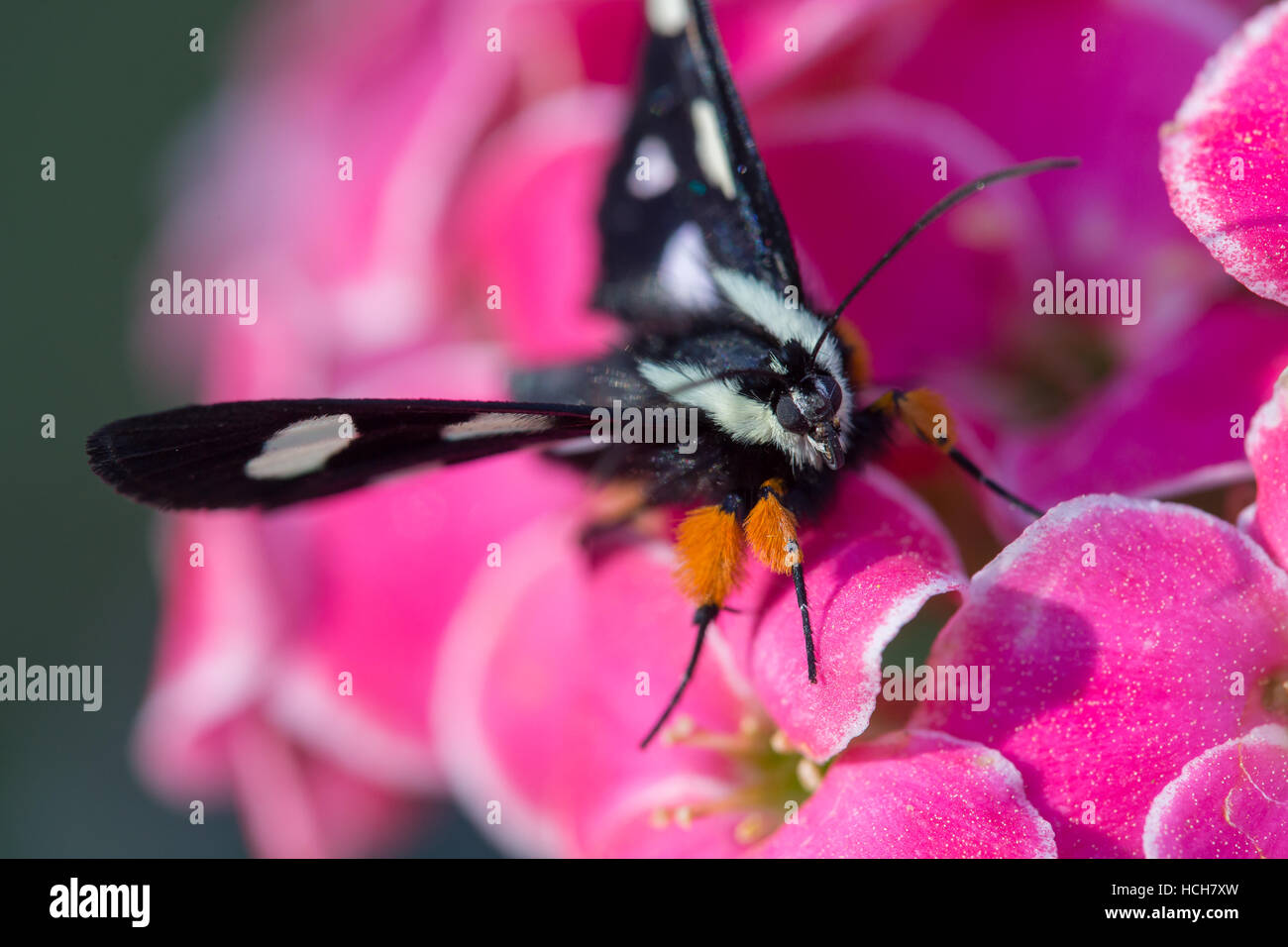 Butterfly legs close up hi-res stock photography and images - Alamy