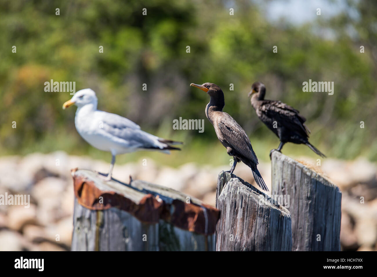 Cape cod water birds hi-res stock photography and images - Alamy