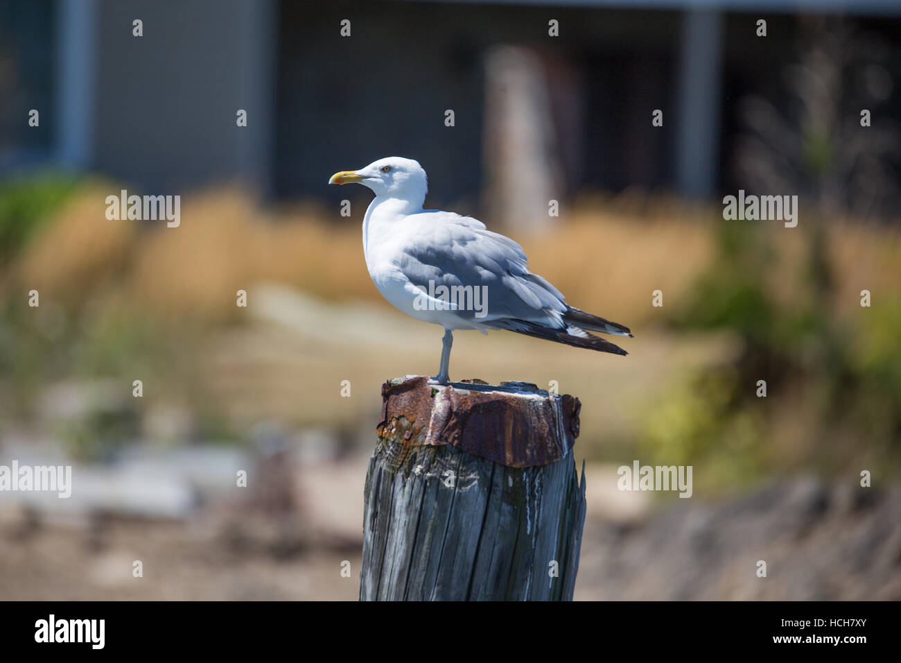 Bird on dock post hi-res stock photography and images - Alamy