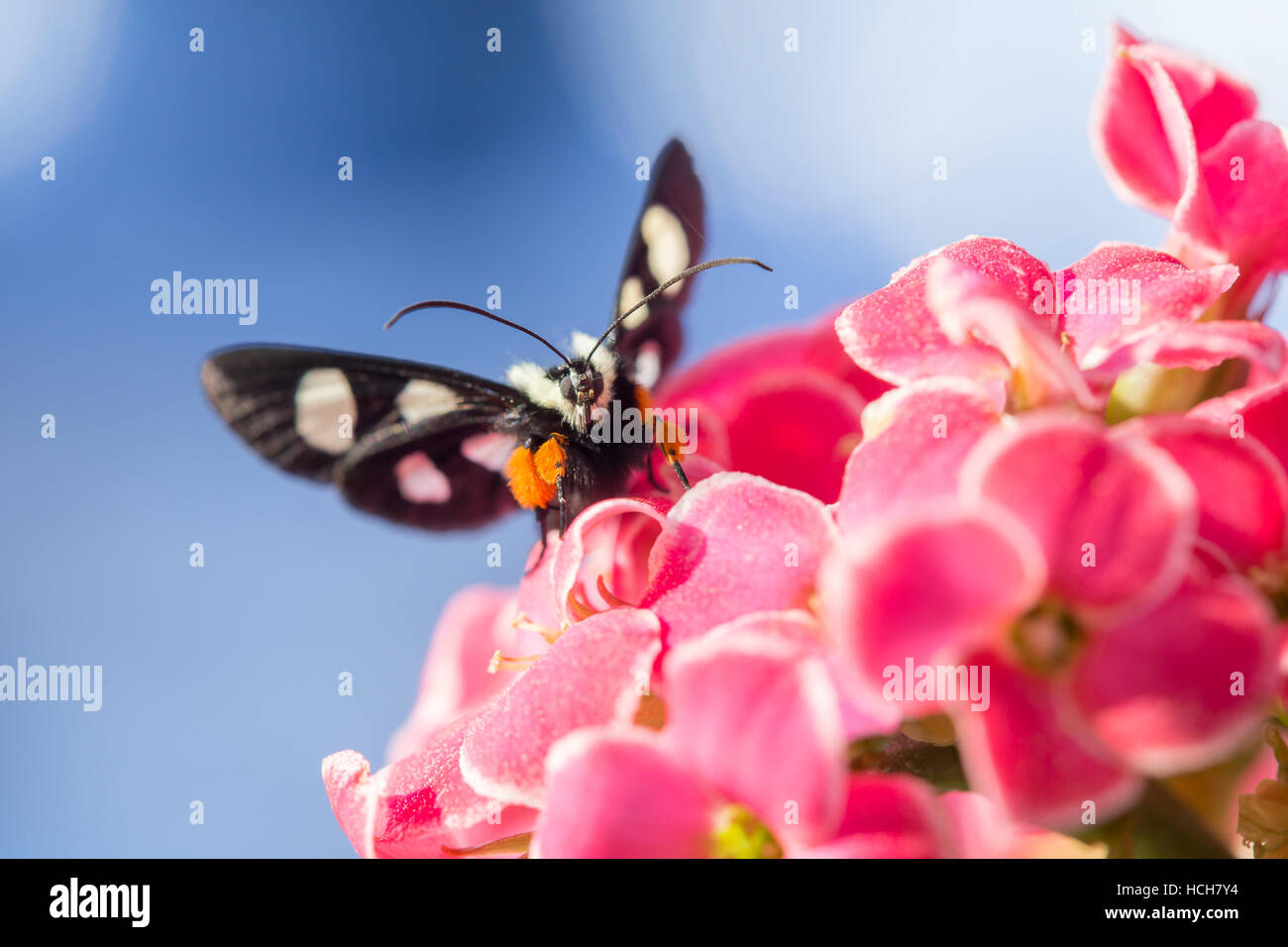 Eight Spotted Forrester butterfly with white spots and orange legs on a ...