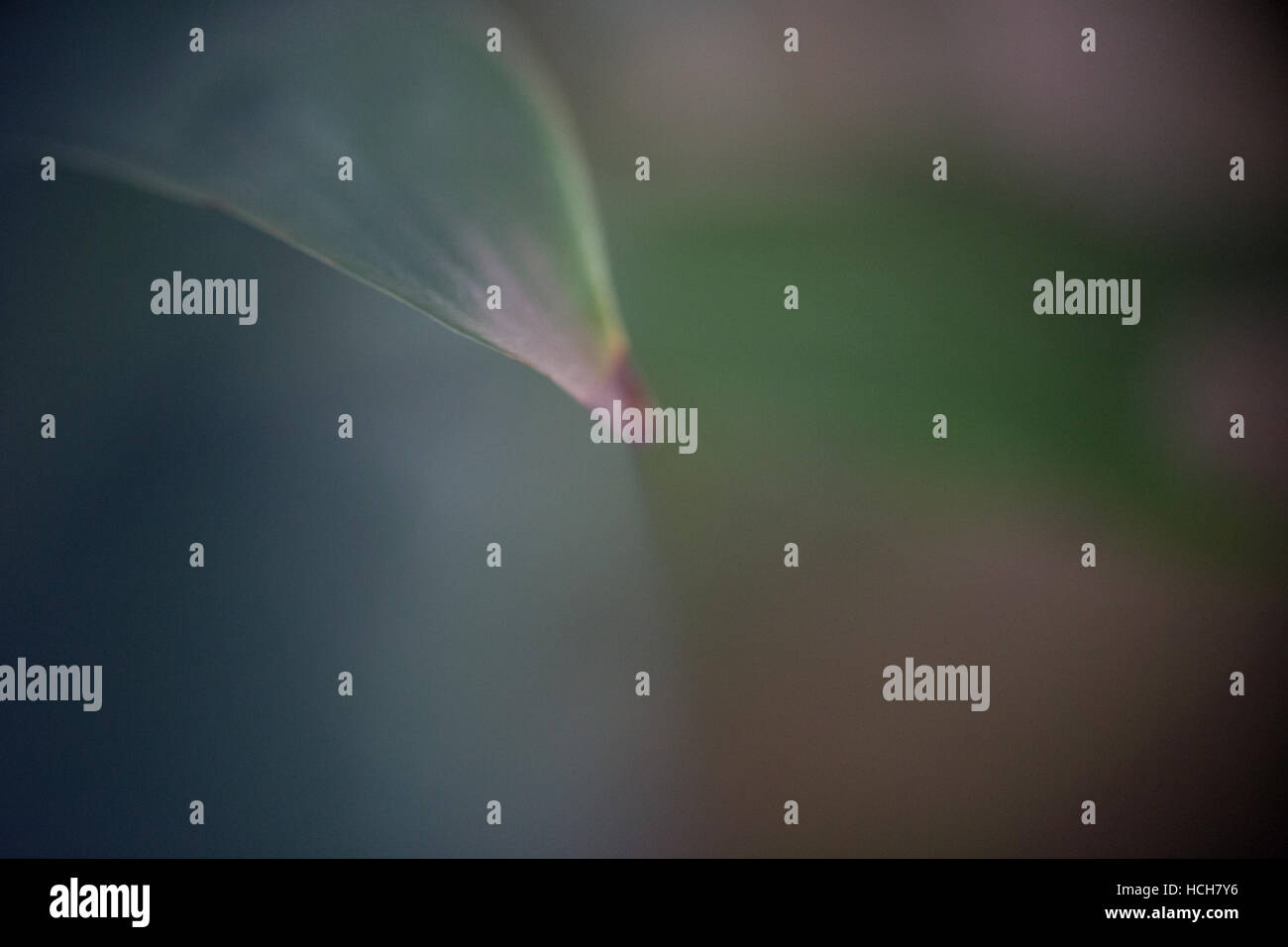 Tip of a slender leaf, with subtle and dark color palette Stock Photo ...