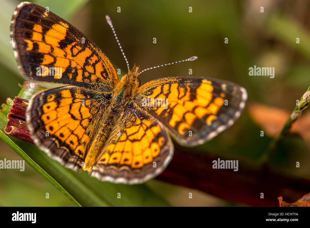 Pearl crescent butterfly hi-res stock photography and images - Alamy