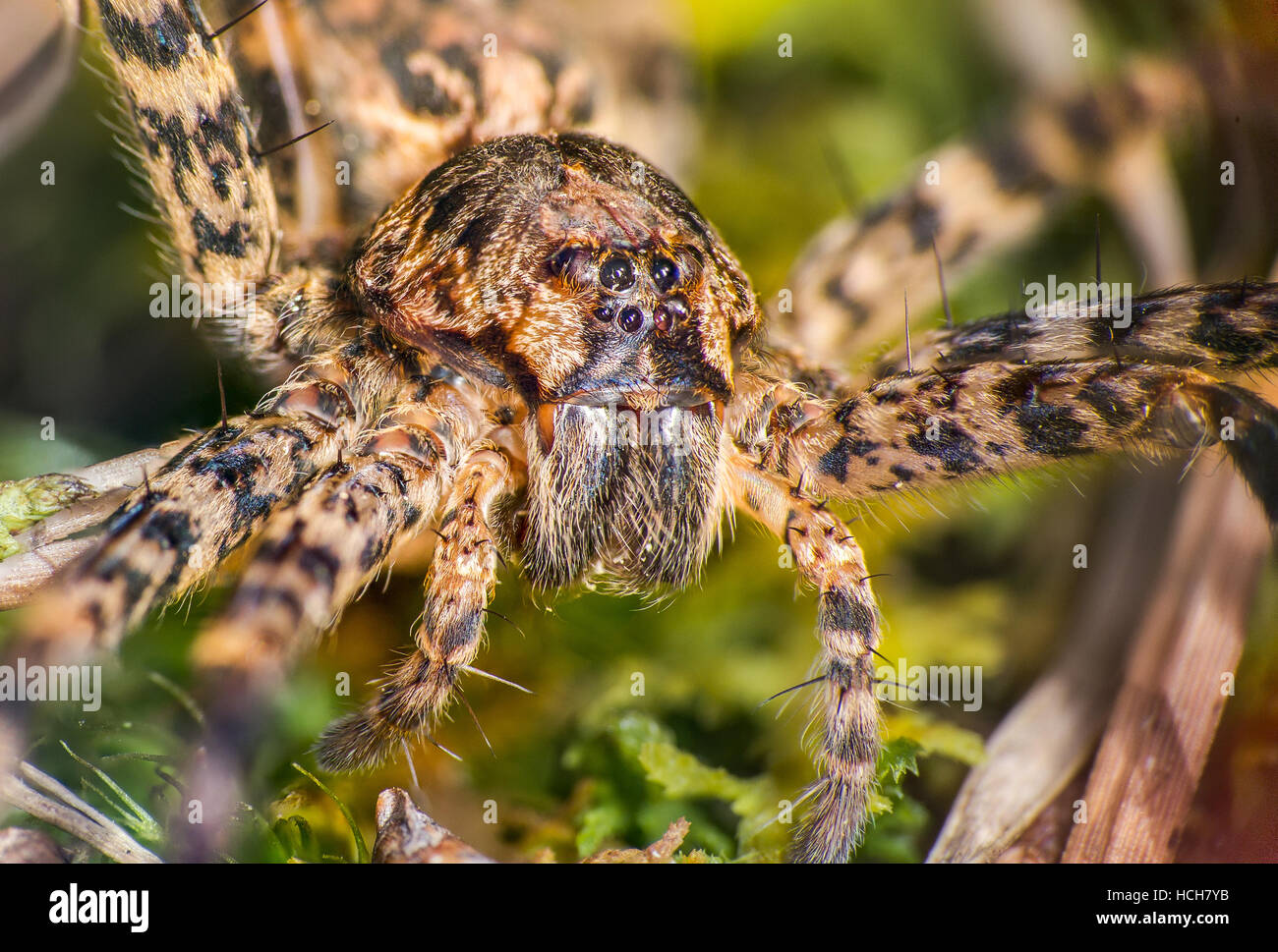 Close up view of large spider on green moss Stock Photo - Alamy