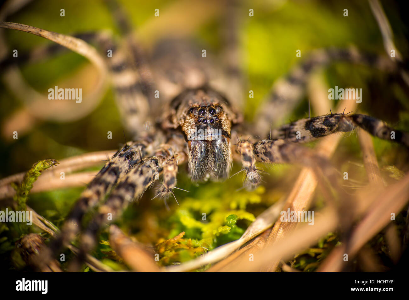 Spider mouth hi-res stock photography and images - Alamy