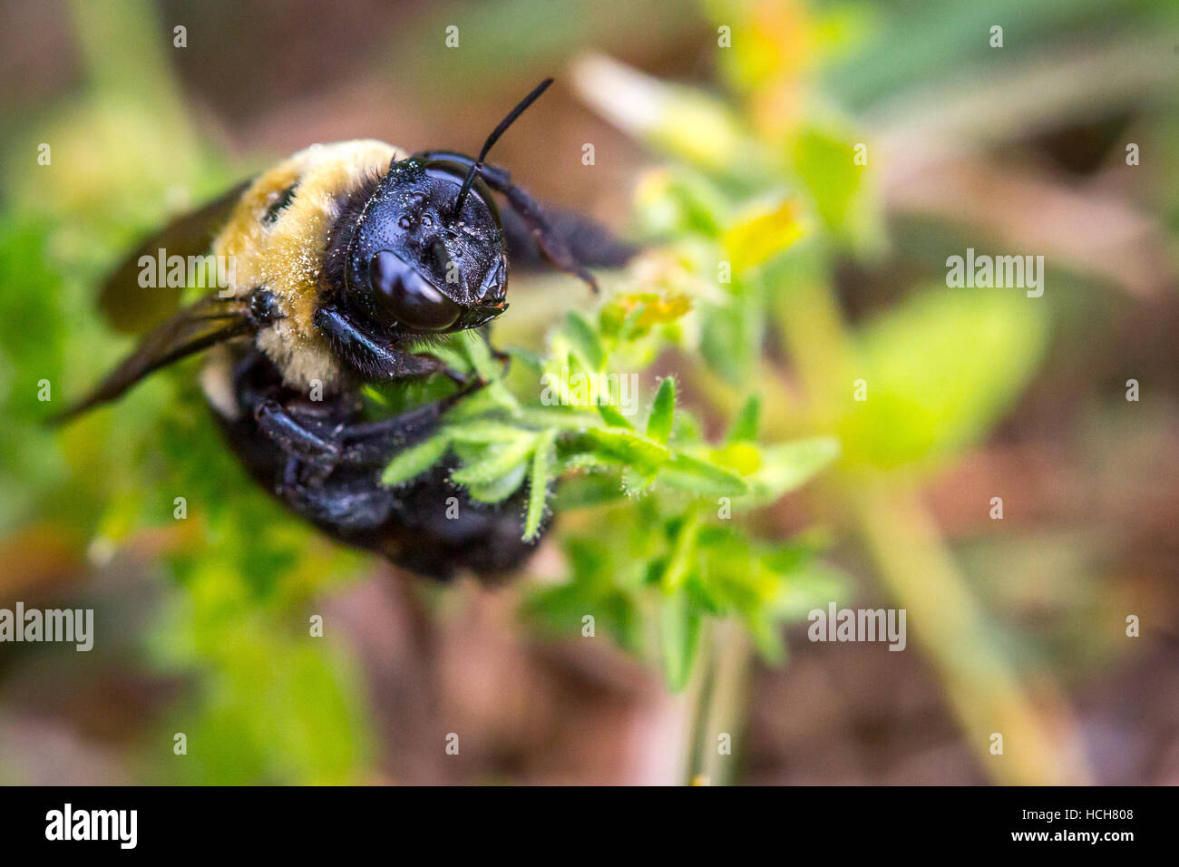 Female Carpenter Bee on green plant with sawdust on its back Stock ...