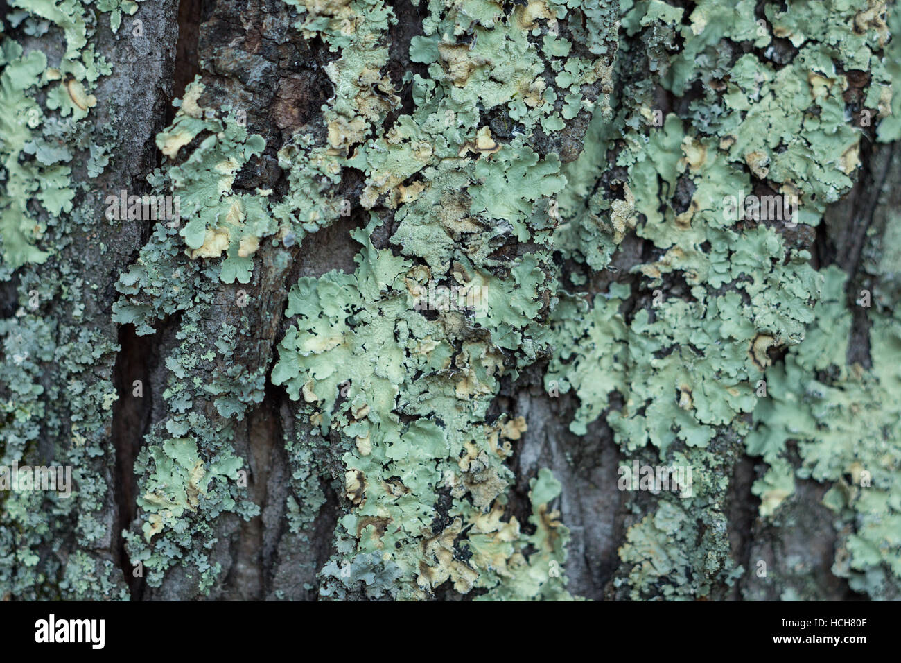 Close up of green lichen on brown and gray tree bark Stock Photo - Alamy