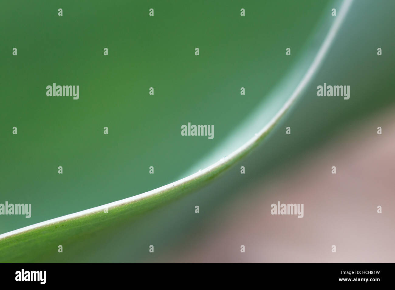 Macro of the side of a leaf showing curves and textures Stock Photo - Alamy