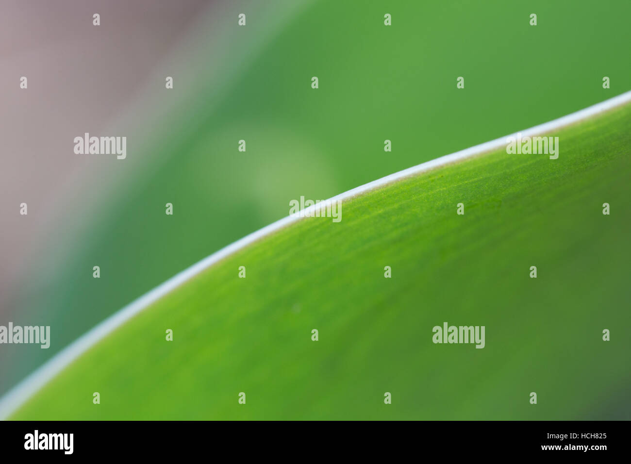 Macro of the side of a leaf showing curves and textures Stock Photo - Alamy