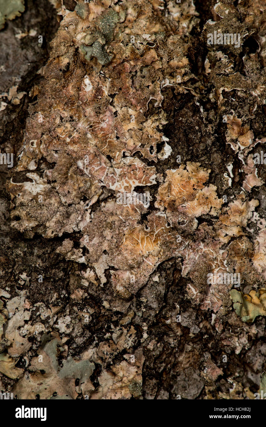 Close up of brown and orange lichen on a tree trunk Stock Photo - Alamy