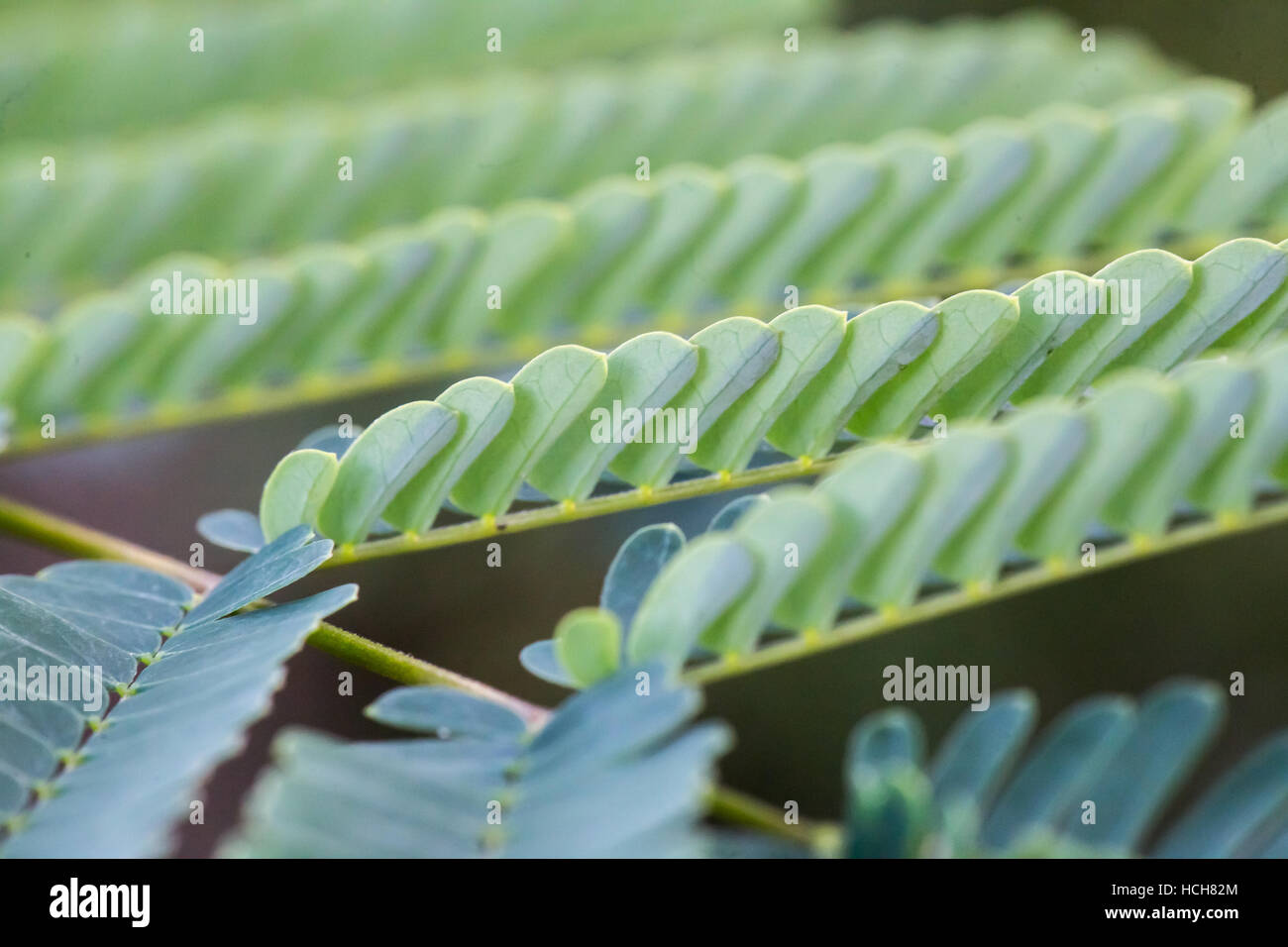 Close up of compound leaves showing the underside of leaves on one side ...