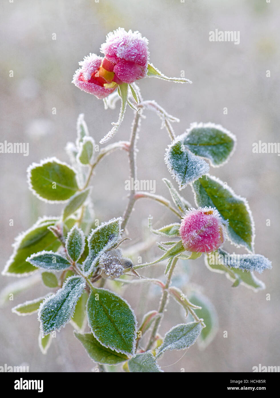 Frosted Pink Rose flowers and petals Stock Photo - Alamy