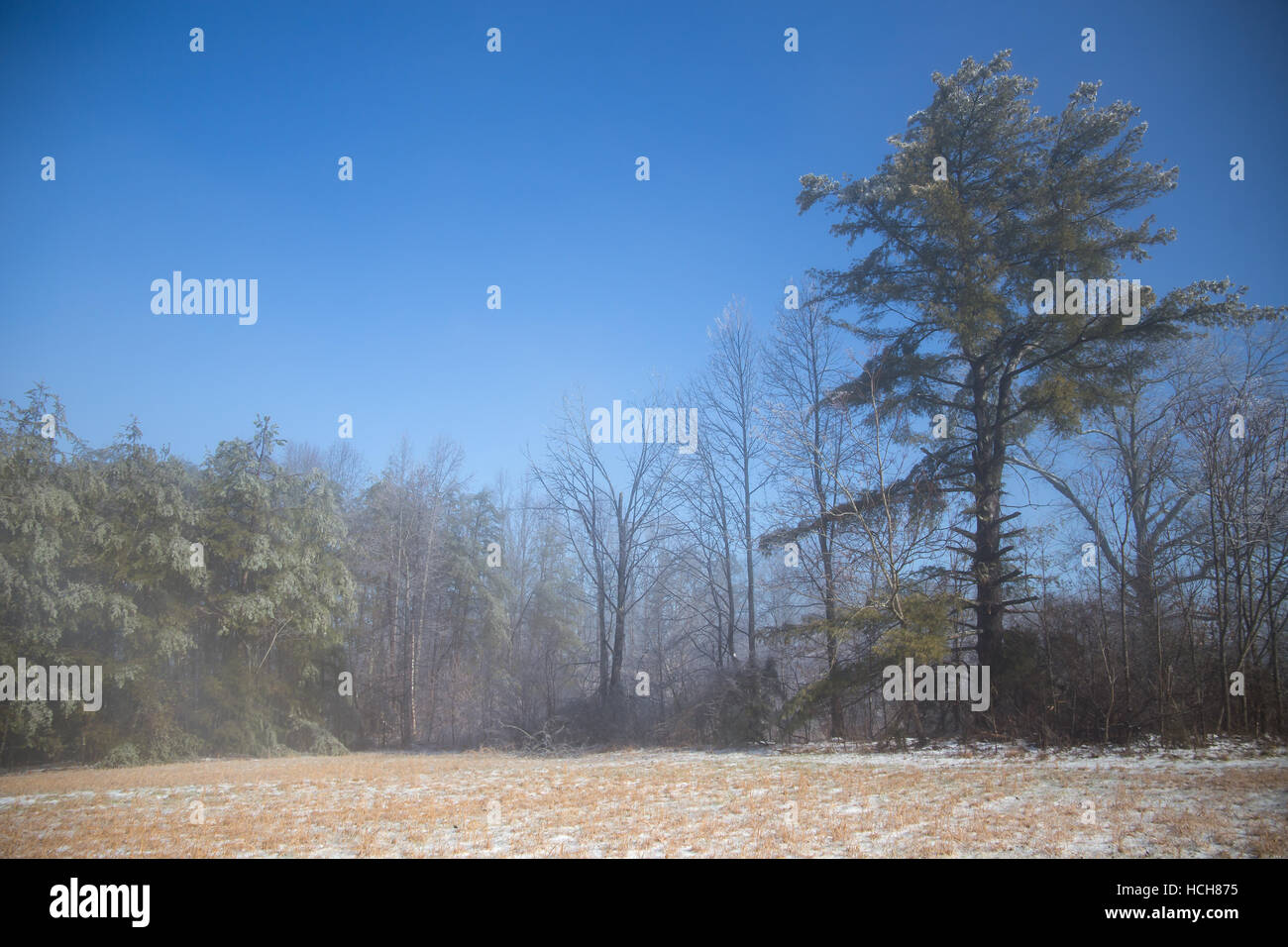 Icy field and ice covered trees with slight mist and blue skies Stock ...