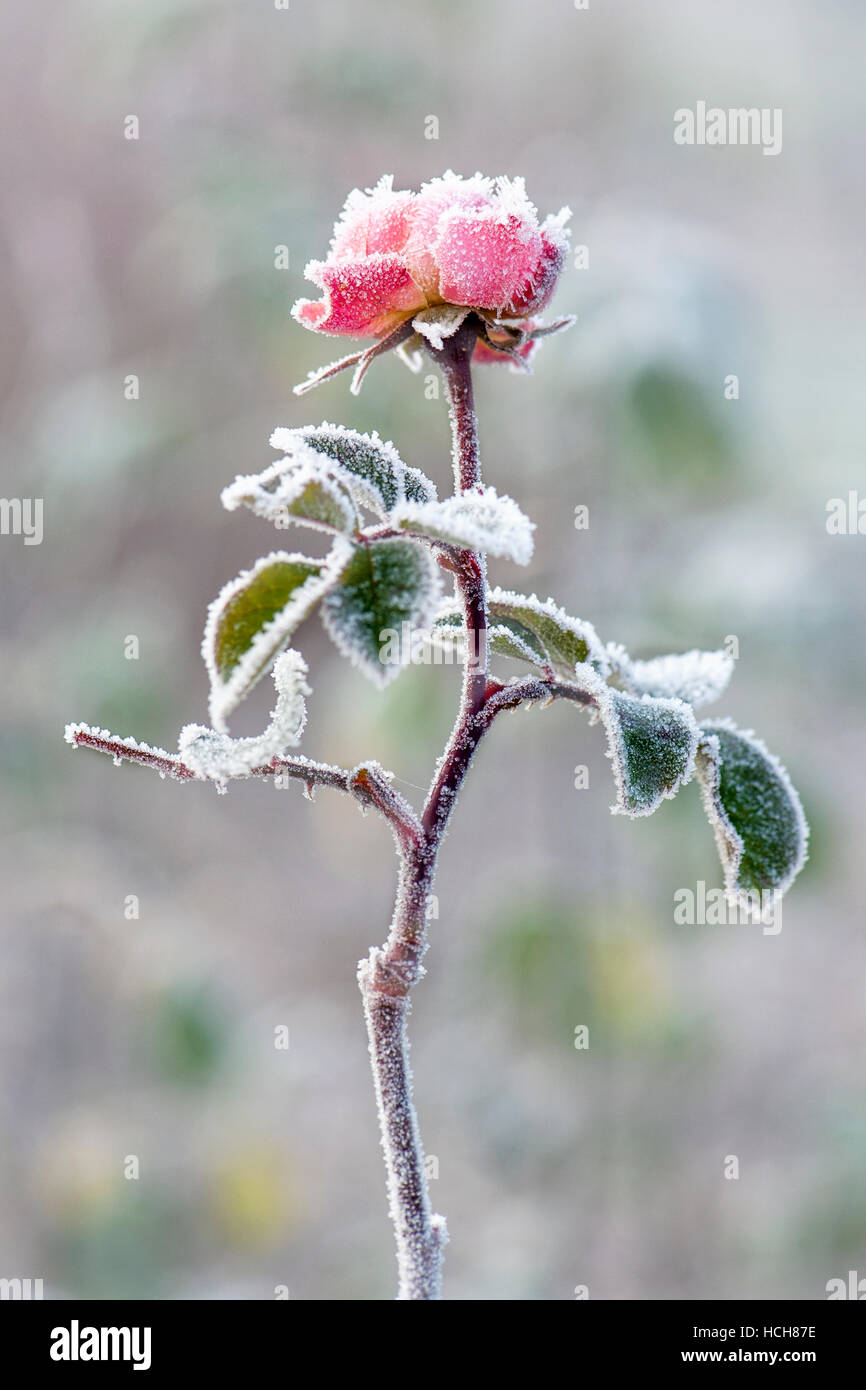 Rose with pink edges hi-res stock photography and images - Alamy