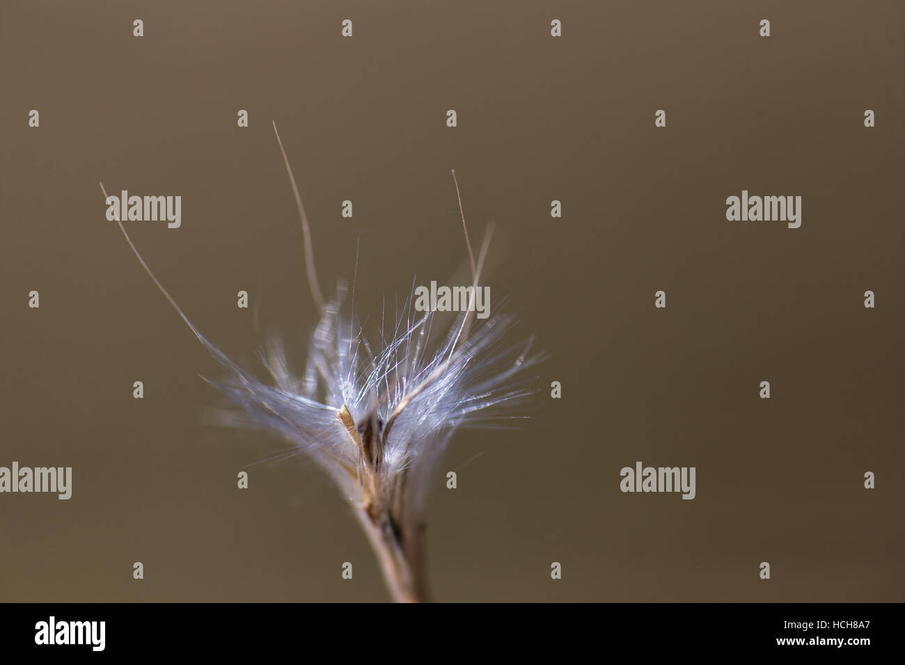 Small puff of grass seed head with brown background Stock Photo - Alamy