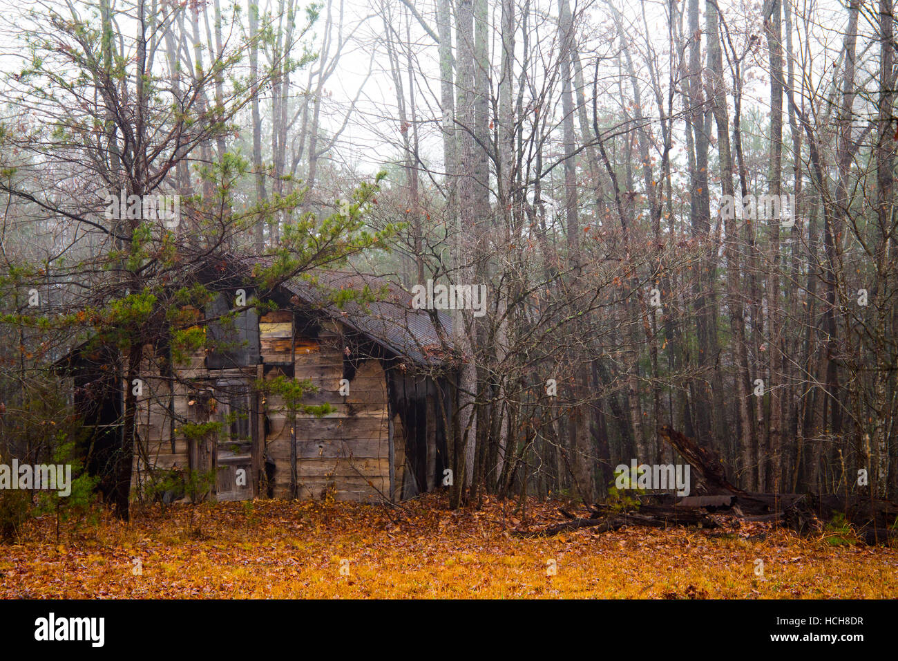 Abandoned, dilapidated cabin in the woods with orange leaves on ground ...