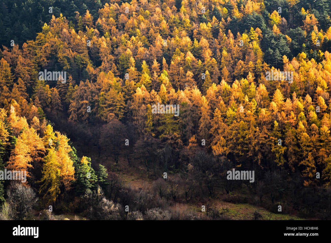 Contrast between larch trees and pine trees in autumn season Stock ...