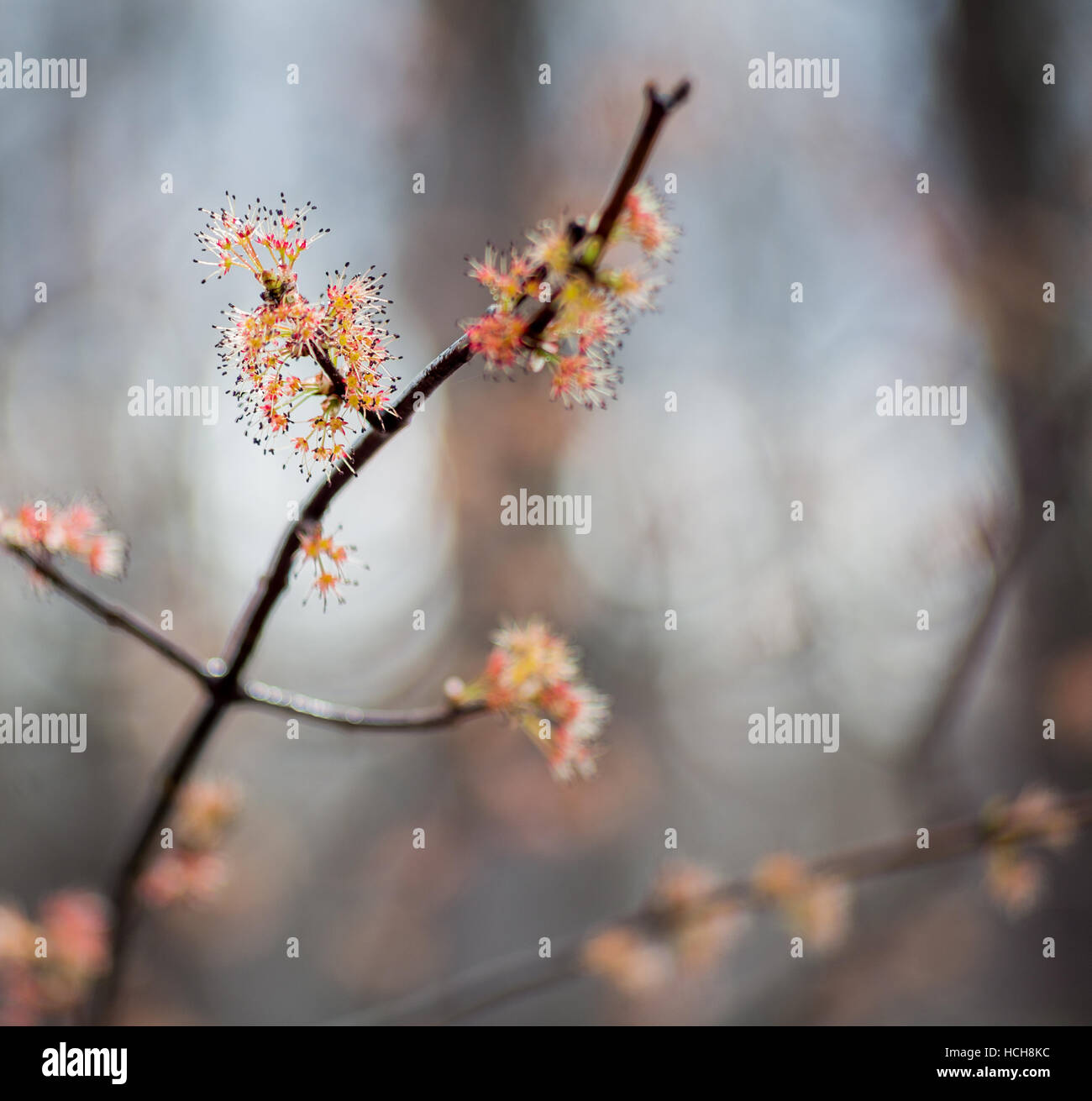 Black forest flowers hi-res stock photography and images - Alamy