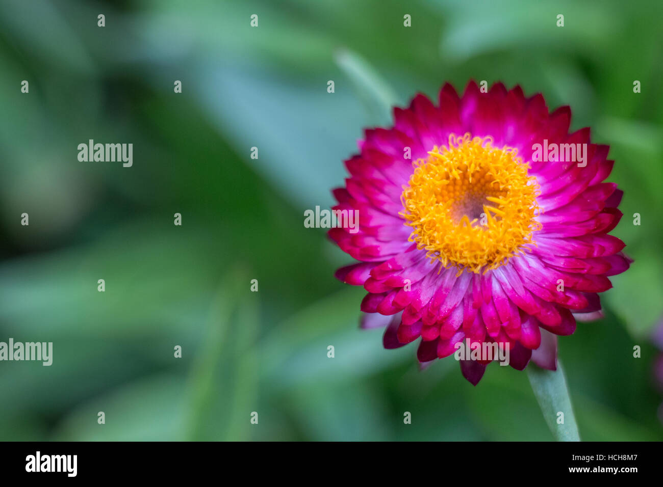 Purple flower with yellow center hi-res stock photography and images ...