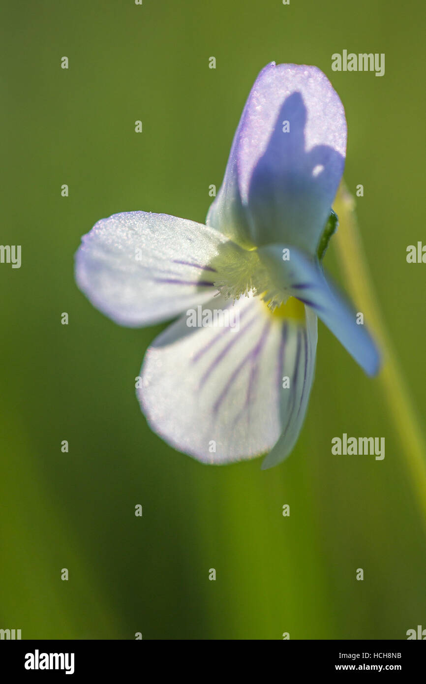 Downward facing flowers hi-res stock photography and images - Alamy