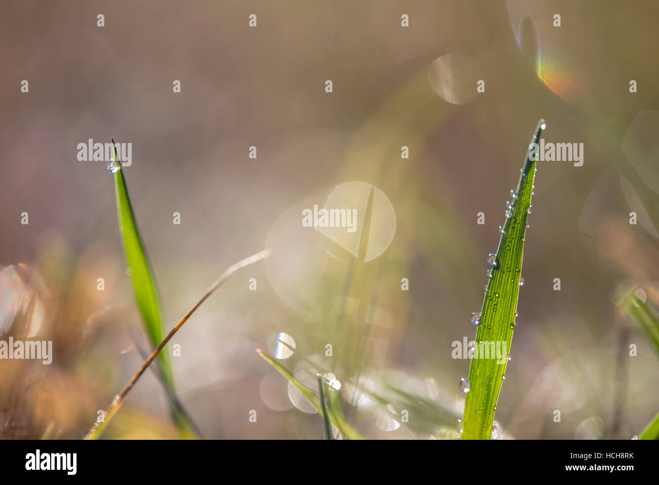 Guttation hi-res stock photography and images - Alamy