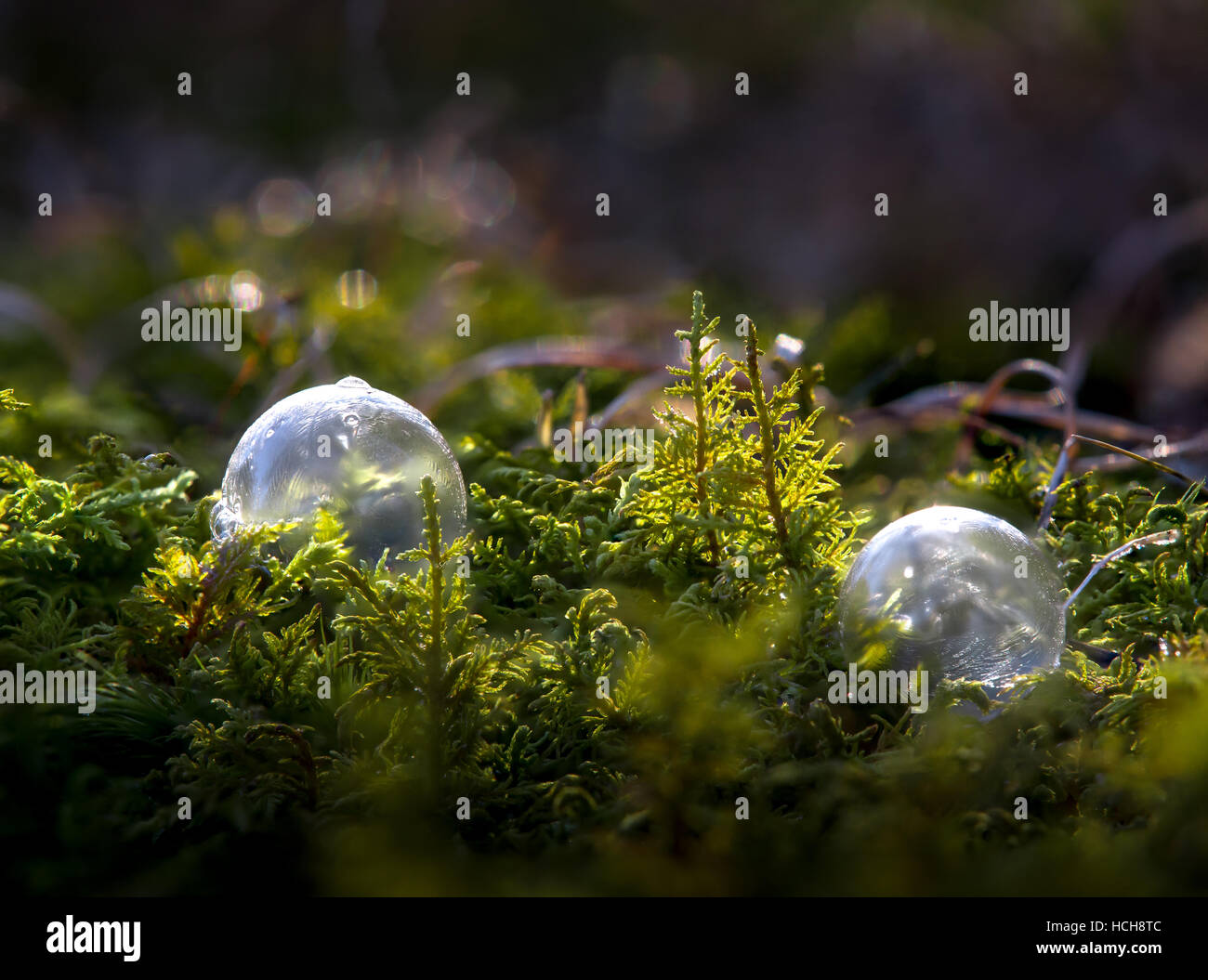 Frost moss grass hi-res stock photography and images - Alamy