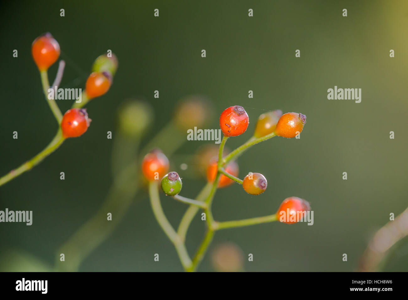 Stem of red berries hi-res stock photography and images - Alamy