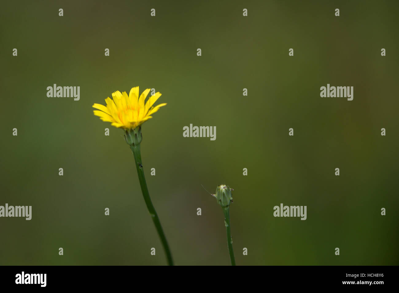 Yellow flower with green stem next to unopened bud on green background ...