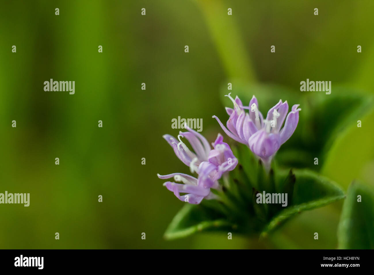 Pair of purple flowers with stringy petals and curly white stamen with ...
