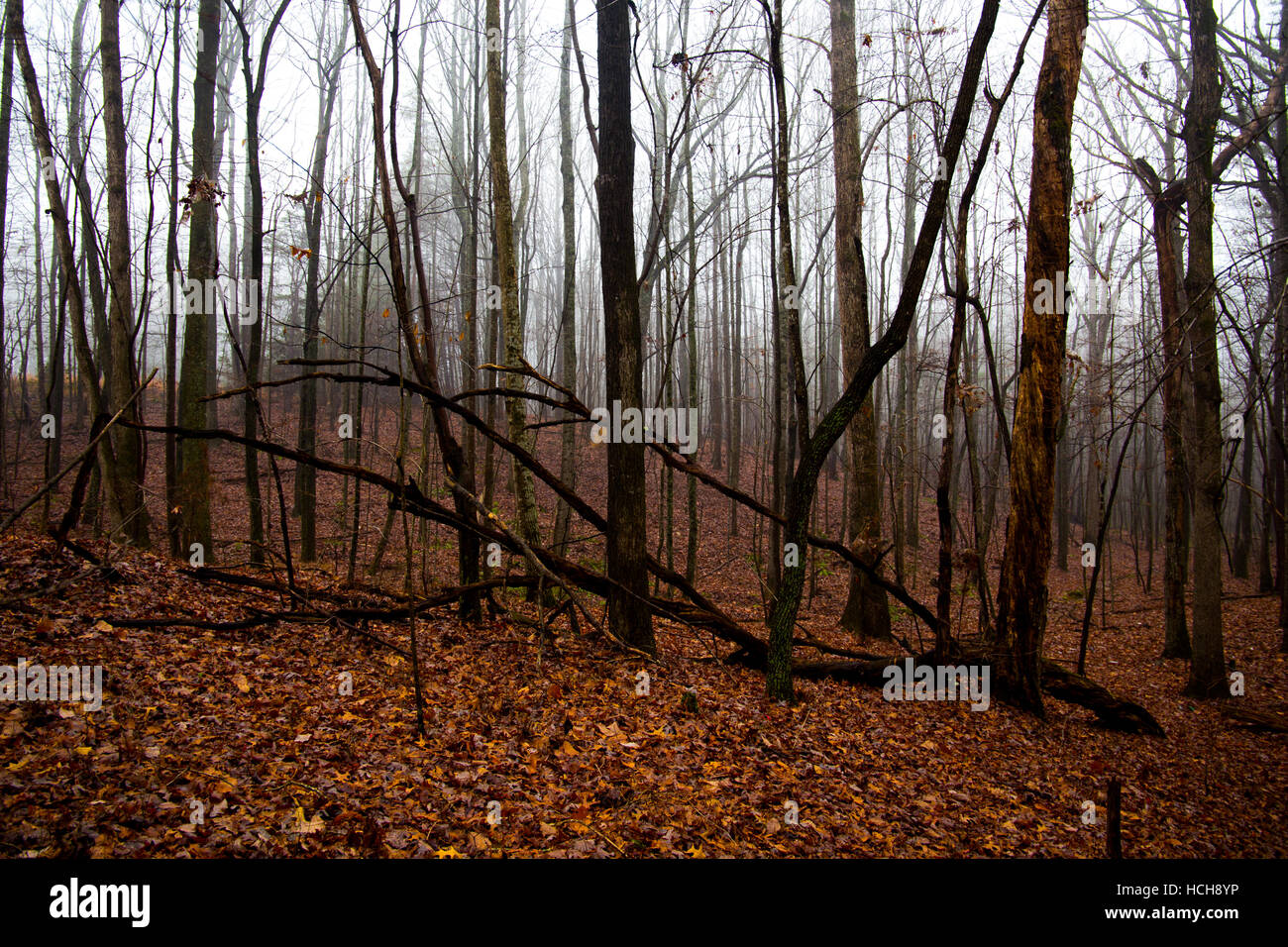 Forest of bare trees in late fall with ground covered with leaves and ...