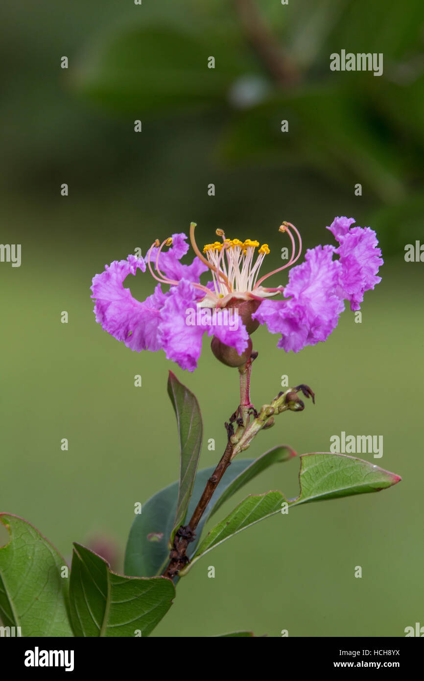 Purple and Yellow Crepe Myrtle bloom pointed upwards with green leaves ...