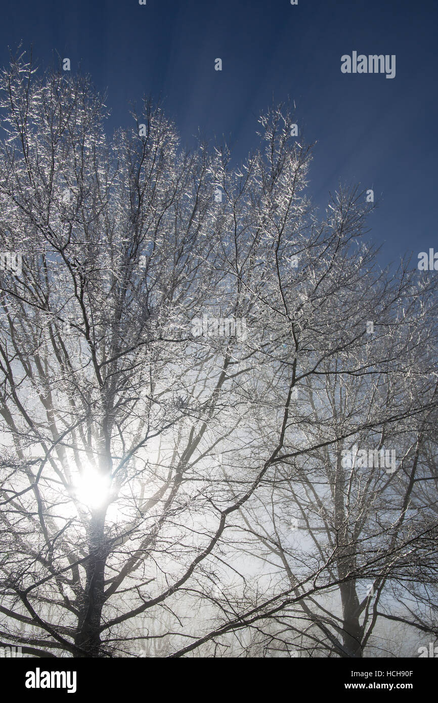 Two bare trees covered in ice glowing from backlit sun with rays in the ...