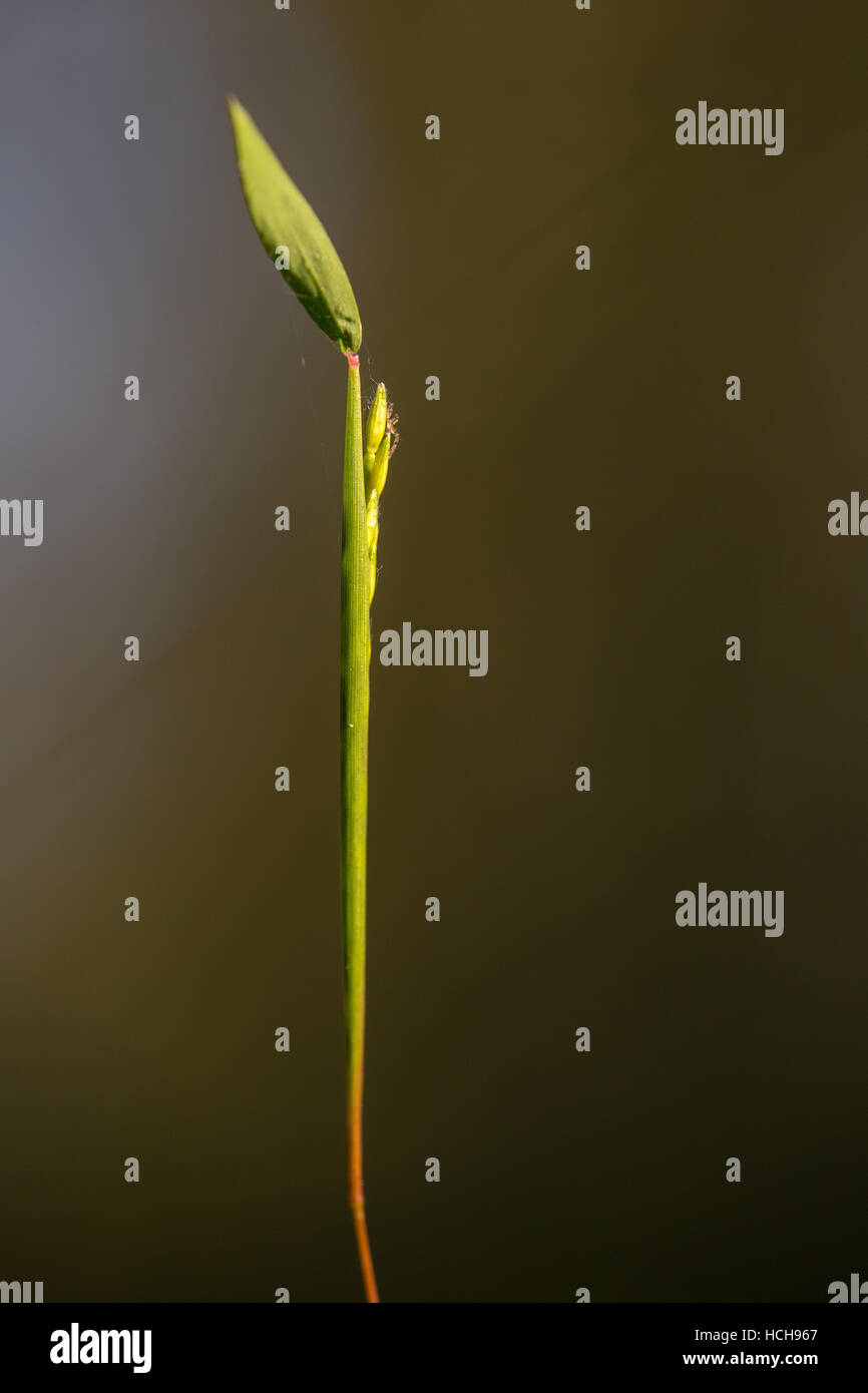 Single green stem with single leaf on dark background Stock Photo - Alamy